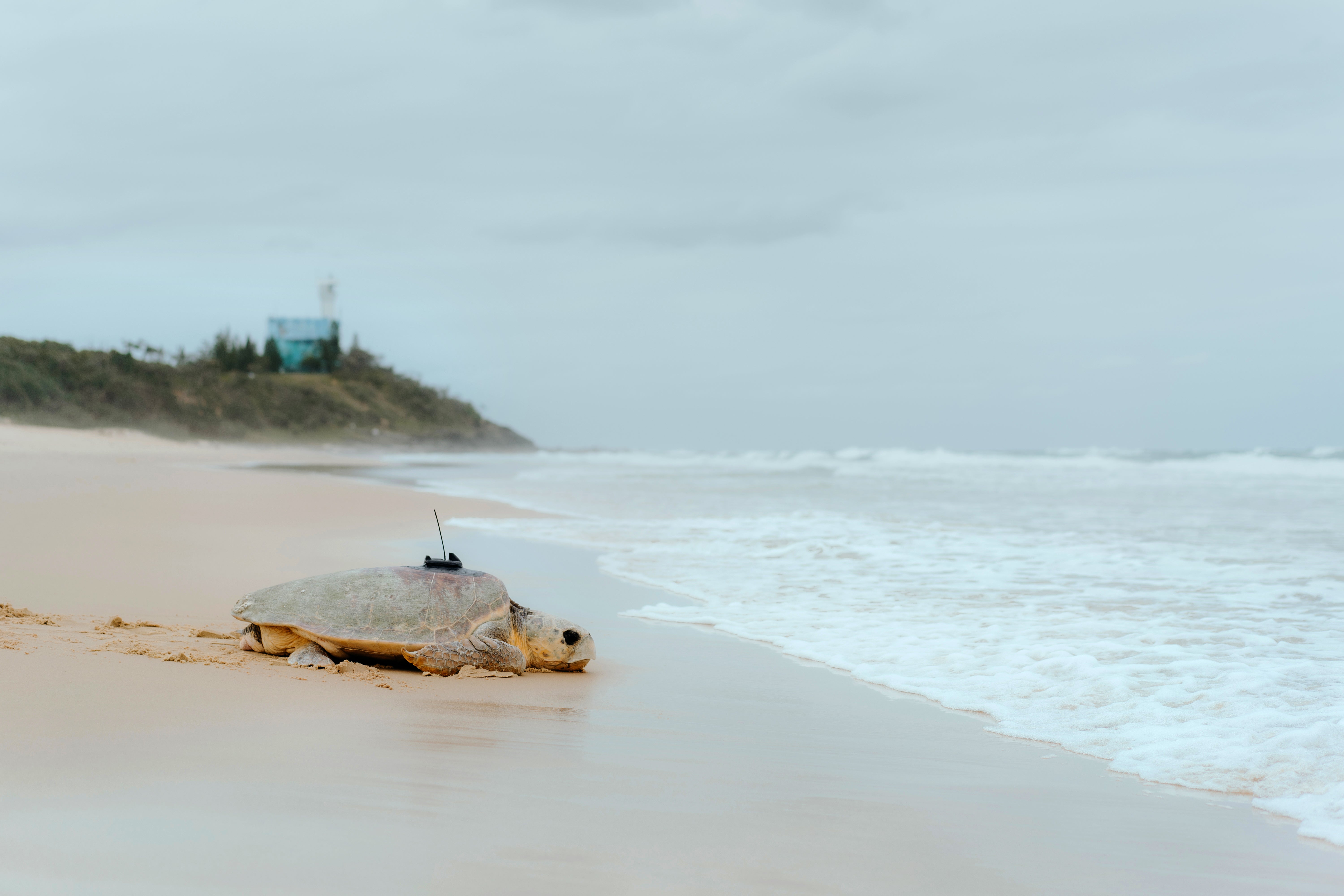 Sunshine Coast Turtle conservation projects | Sunshine Coast Council