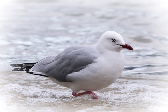 Silver Gull | Sunshine Coast Council