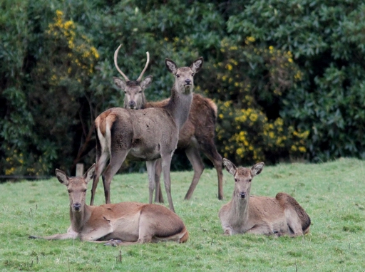 Invasive animals | Sunshine Coast Council