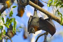 Flying-fox dispersal attempts on hold during breeding season | Sunshine ...