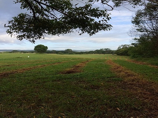 Large scale riparian revegetation