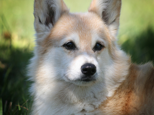 LIM embellishments - animals