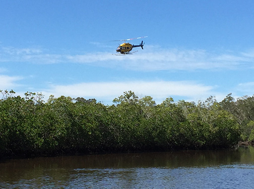 Mosquitoes and biting midges | Sunshine Coast Council