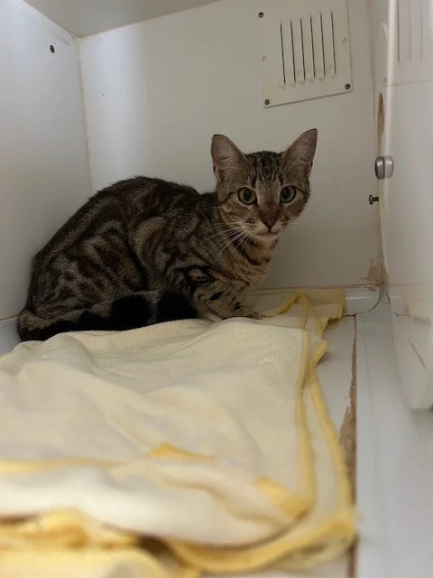 Lost and found animals