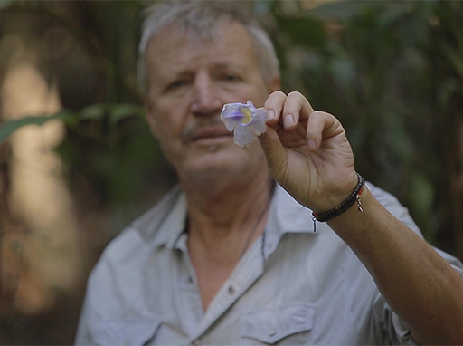 Identify and report an invasive plant | Sunshine Coast Council