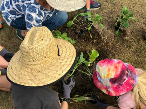 Planting a garden on a road verge (nature strip) | Sunshine Coast Council