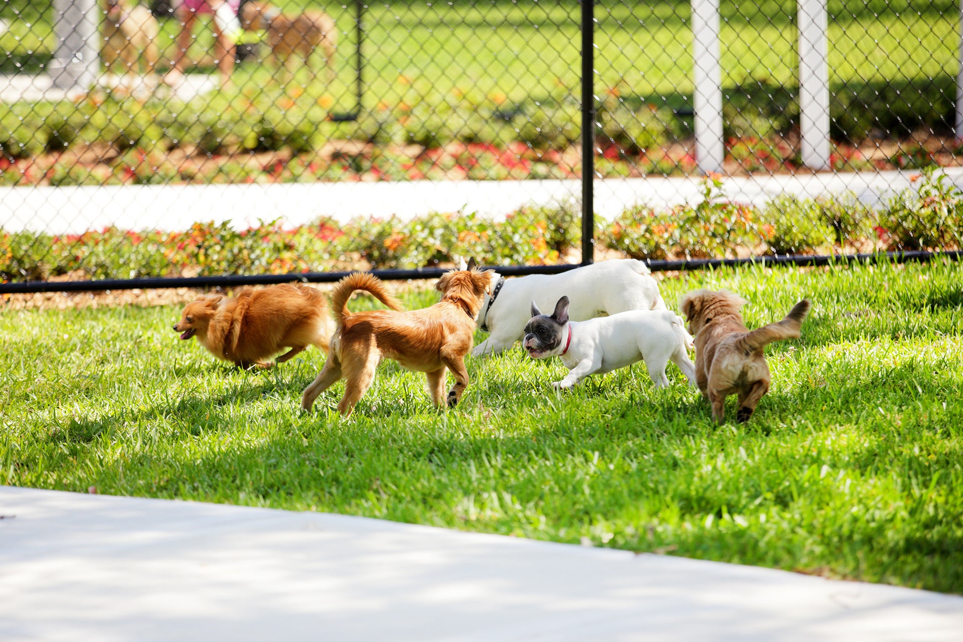 Dog Exercise Area Regional Plan and Network Blueprint | Sunshine Coast ...