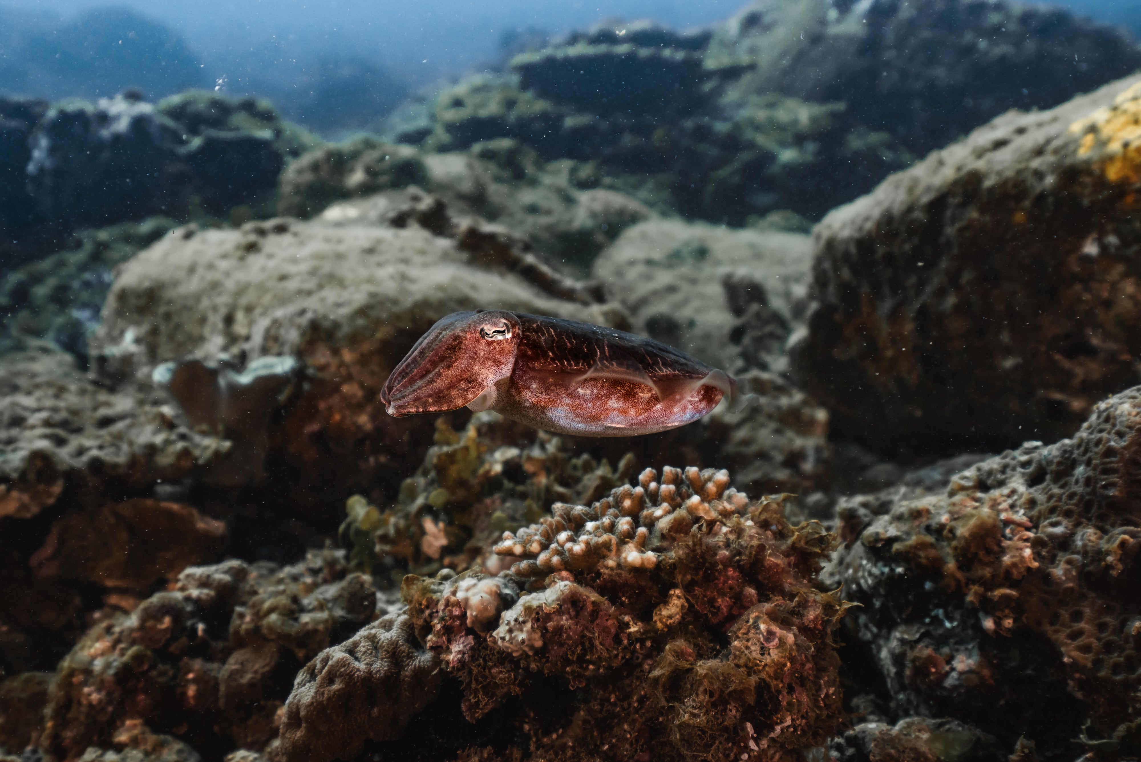 Sunshine Coast's first Marine BioBlitz a stunning success | OurSC