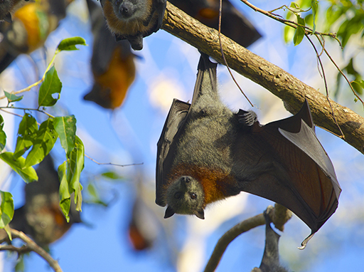 Proactive approach to flying-fox management delivers nation-leading ...