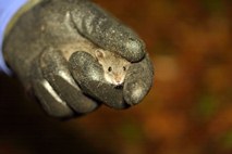 Water mouse | Sunshine Coast Council