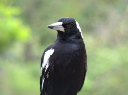 What to do when a magpie swoops | Sunshine Coast Council