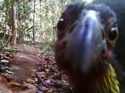 Australian Brush Turkey: A National Treasure | Sunshine Coast Council