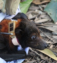 Council leads the way in Flying fox research | Sunshine Coast Council