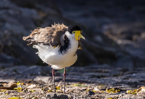 Masked lapwing | Sunshine Coast Council