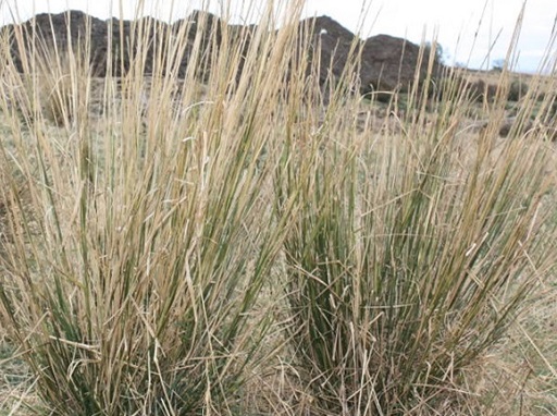 giant rats tail grass, weeds, invasive plants | Sunshine Coast Council