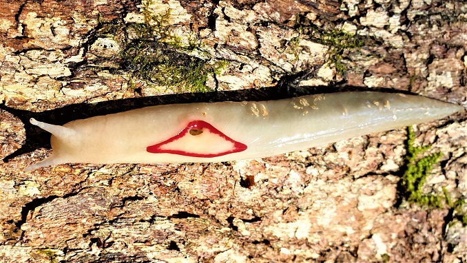 Red triangle slug | Sunshine Coast Council
