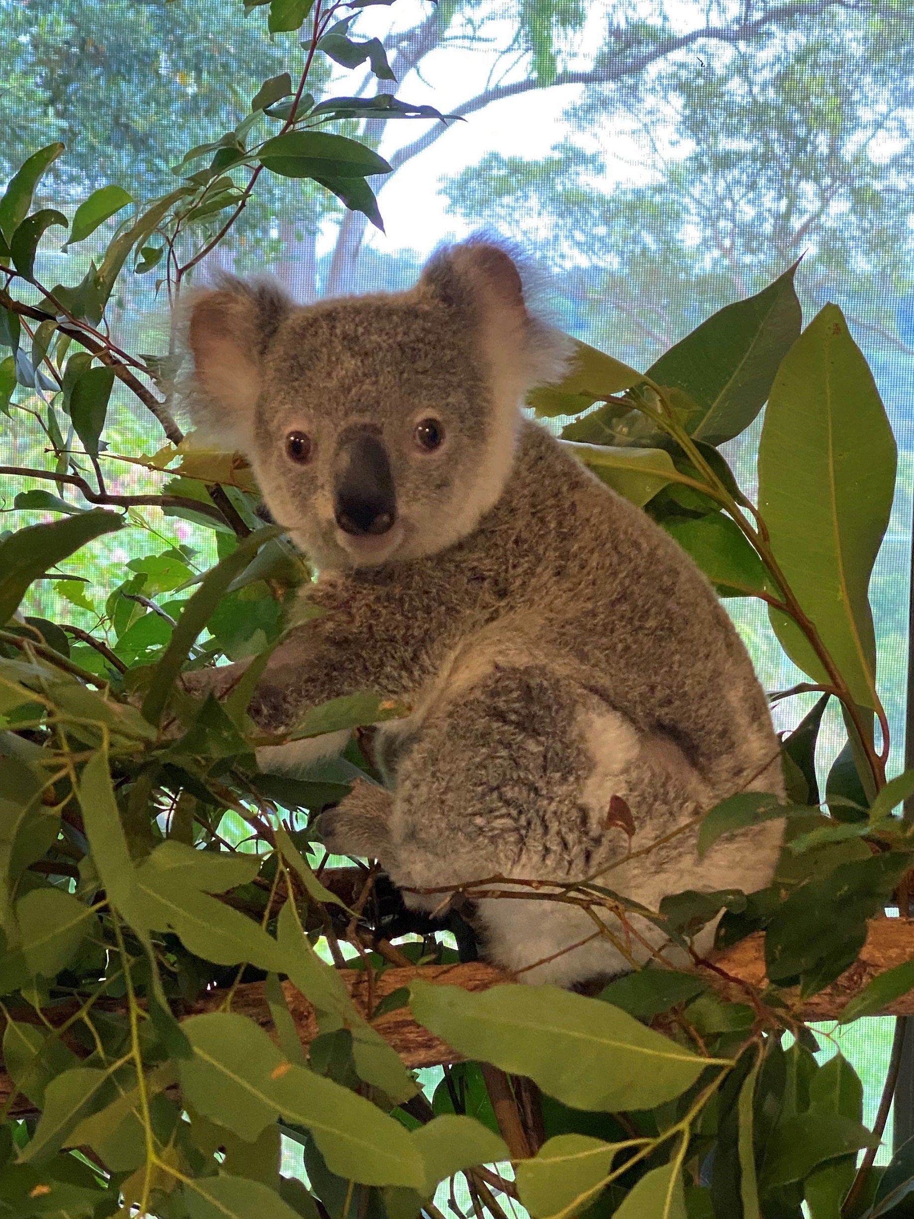 How you can help nourish precious koalas | Sunshine Coast Council