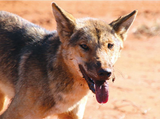 Priority invasive animals - wild dog | Sunshine Coast Council