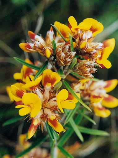 Native plant identification | Sunshine Coast Council