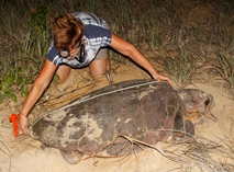 Volunteers vital to local turtle population | Sunshine Coast Council