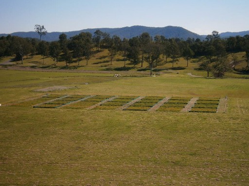 Invasive plant research trials | Sunshine Coast Council