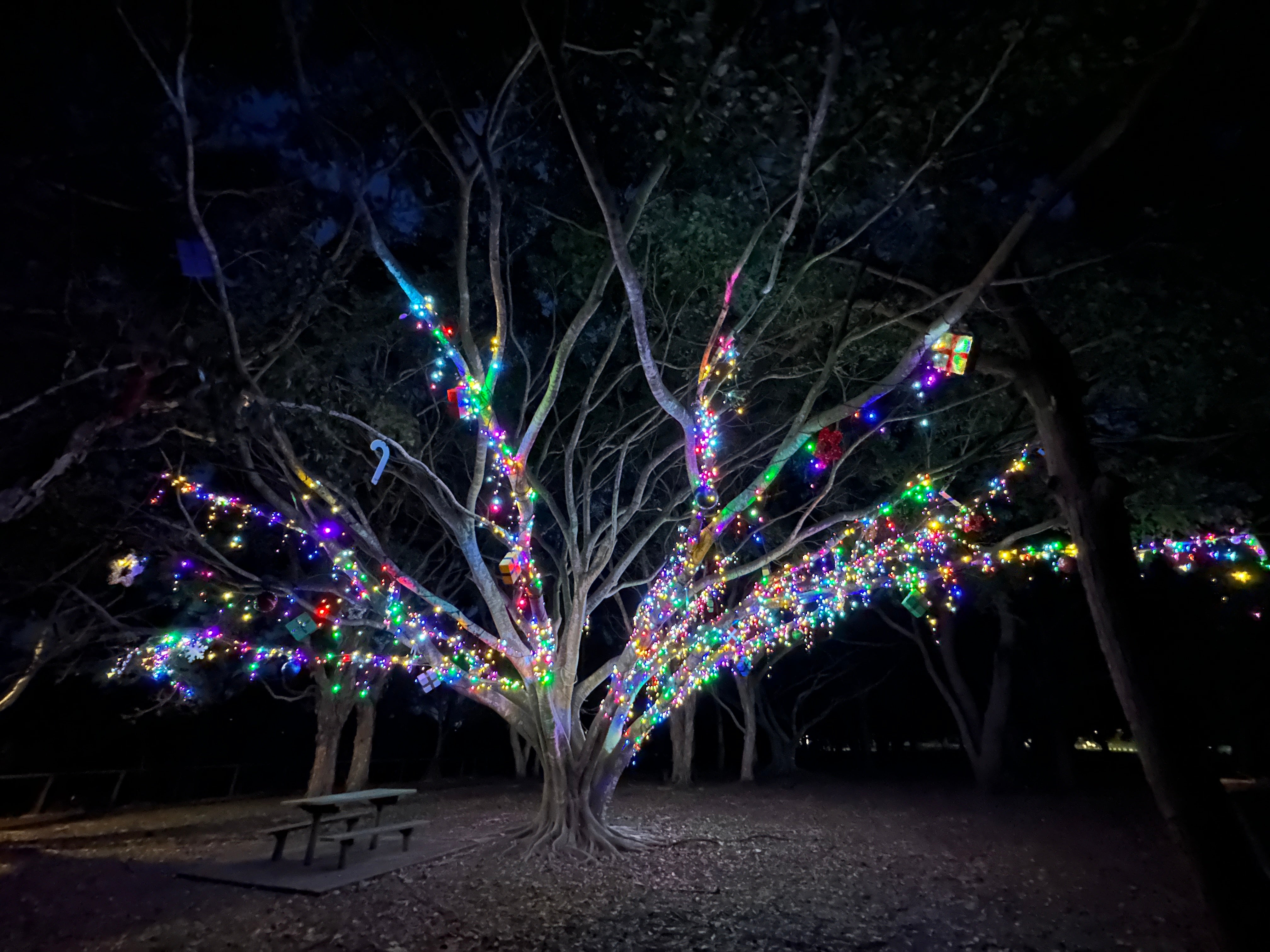 Festive sparkle: explore our festive lights | Sunshine Coast Council