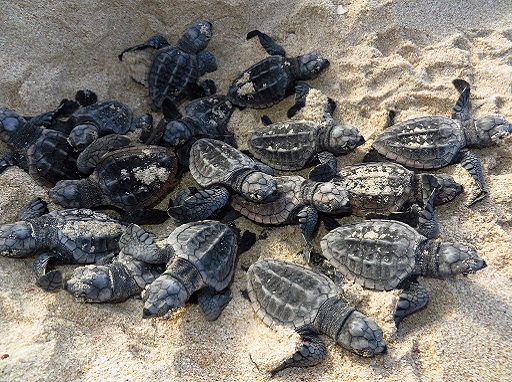Loggerhead turtle movement