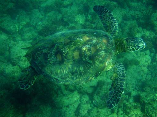 Green turtle | Sunshine Coast Council