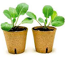 Head to the seedling sale at Maroochydore Library | Sunshine Coast Council