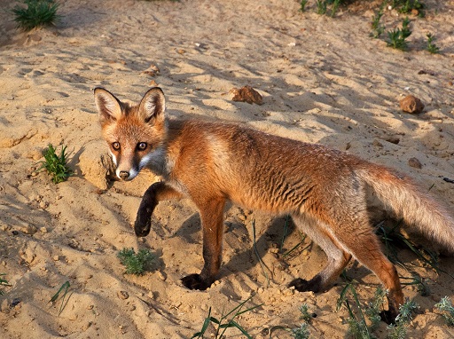 Autumn Coastal Fox Control Program starts soon | Sunshine Coast Council