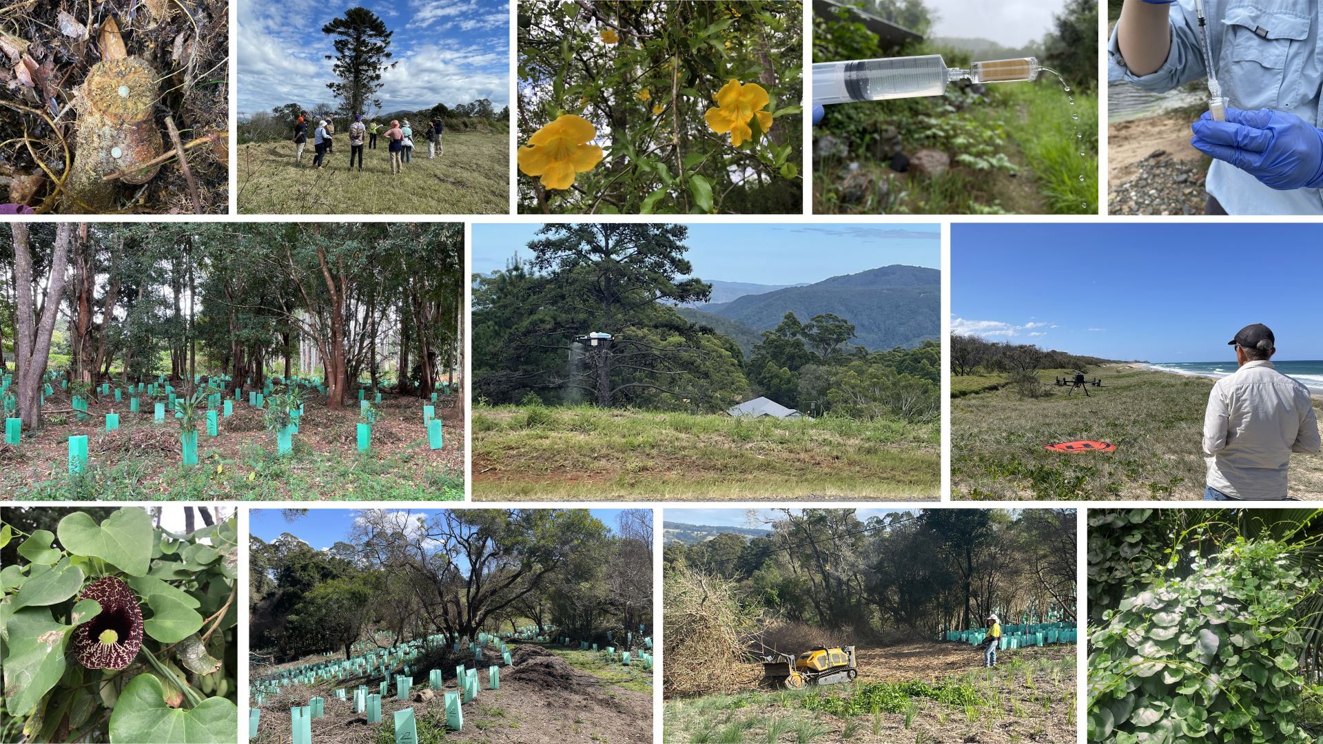 Invasive Weeds Project | Sunshine Coast Council