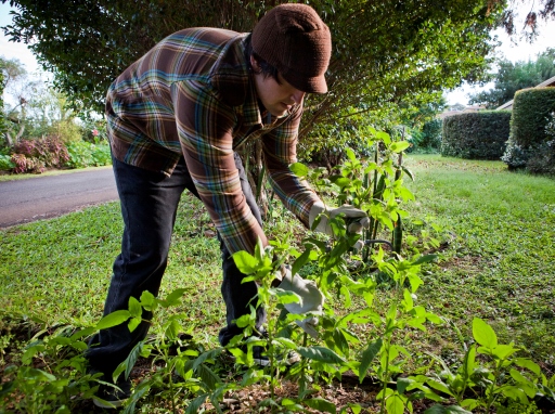 Rewilding your backyard | Sunshine Coast Council