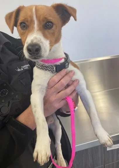 Lost and found animals