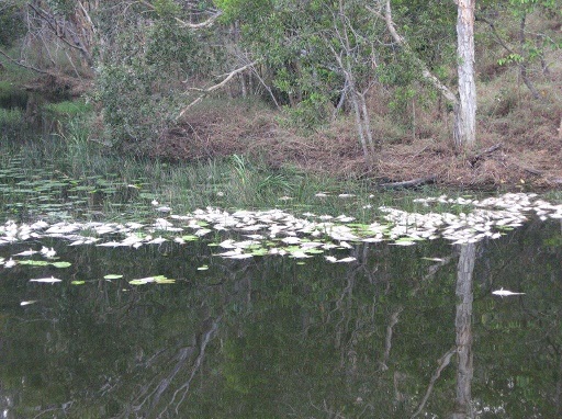 Urban waterways and nutrient management