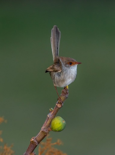 Red-backed fairy-wren | Sunshine Coast Council