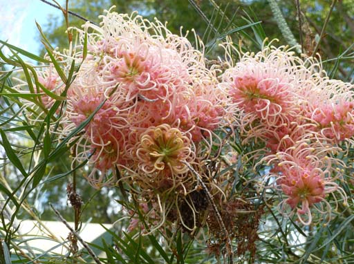 Native plants | Sunshine Coast Council