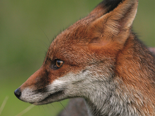 Surveying feral animals to protect our environment | Sunshine Coast Council