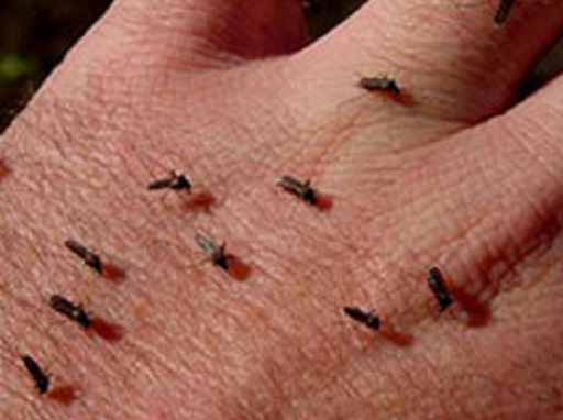 mozzie | Sunshine Coast Council