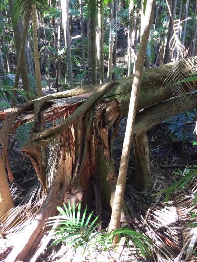 When a tree falls in the forest - exploring the science behind ...