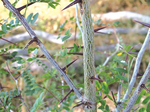 Honey locust tree | Sunshine Coast Council