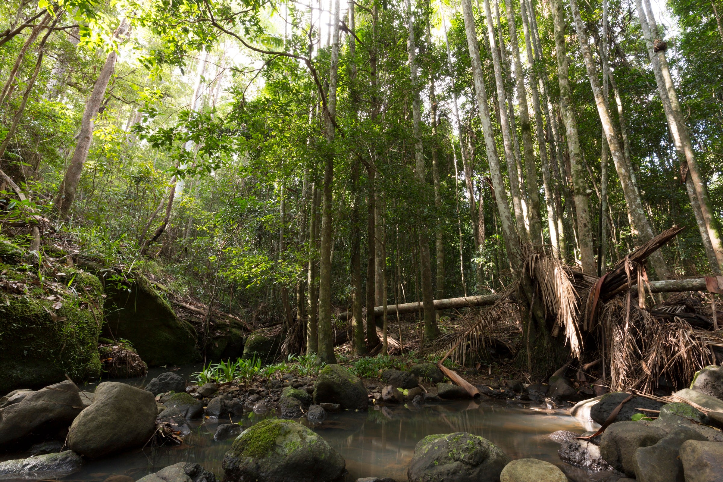 Bushland protection | Sunshine Coast Council