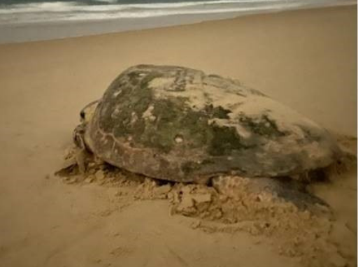 Turtle Mystify sunshine coast | Sunshine Coast Council
