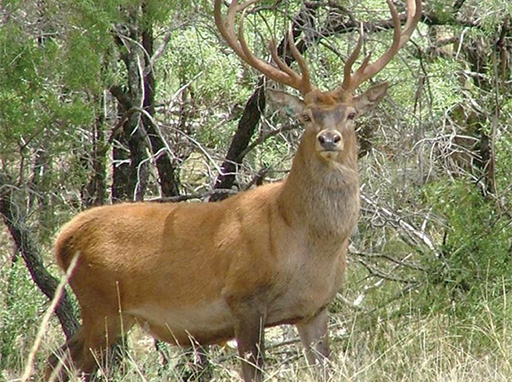 Priority invasive animals - feral deer | Sunshine Coast Council
