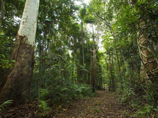 Environmental reserves network management plan | Sunshine Coast Council