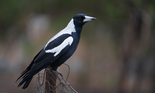 Tips to Stay Safe this bird swooping season | Sunshine Coast Council