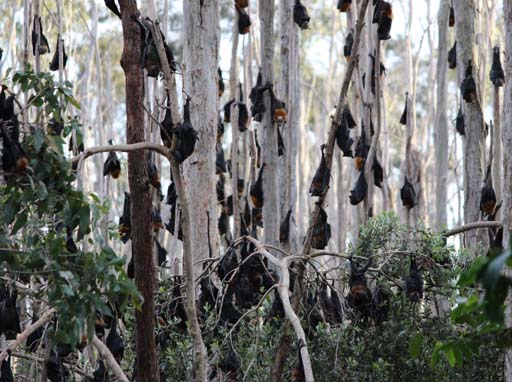Regional Flying Fox Management Plan | Sunshine Coast Council
