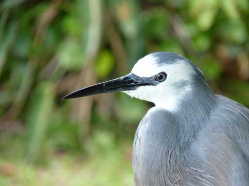 Maroochy Wetlands Sanctuary Volunteering