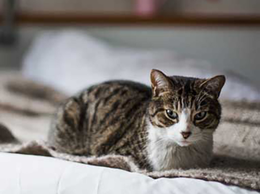 Responsible cat ownership | Sunshine Coast Council