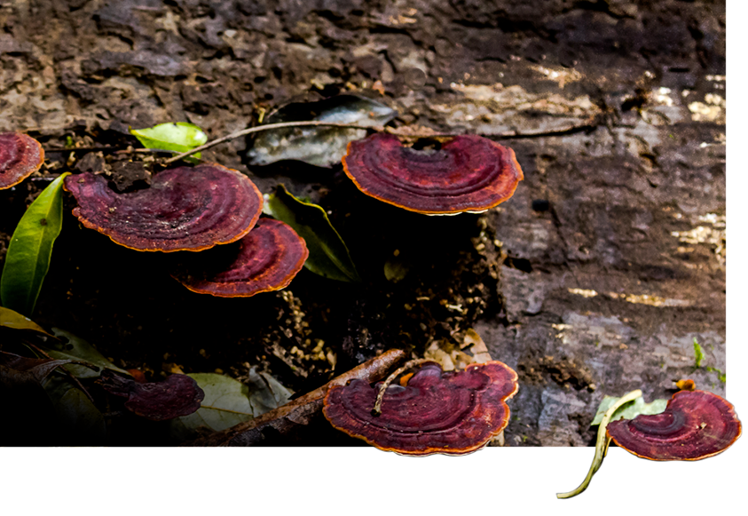 Come and explore the rainforest