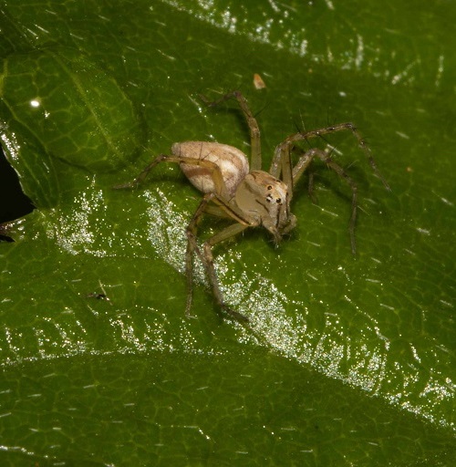 Lynx spider | Sunshine Coast Council